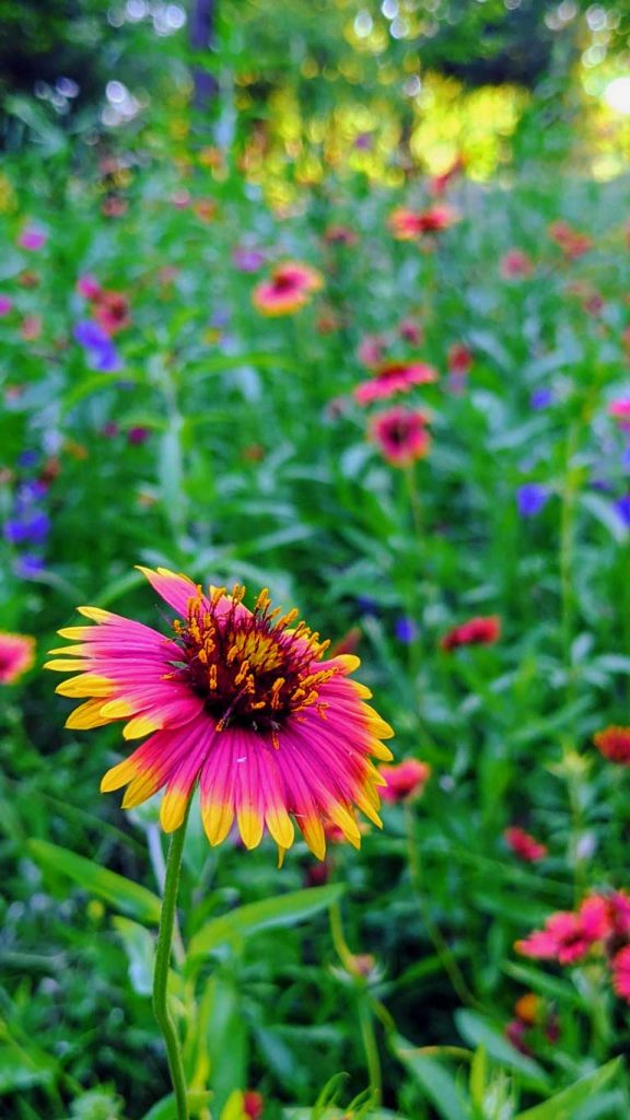 5 Beautiful Oklahoma Wildflowers That Bloom Each Spring